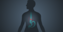 Lower Esophageal Sphincter and Its Anatomy: A Guideline